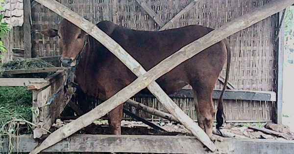 Identitas Sapi Kurban - Sivitas Kothèka